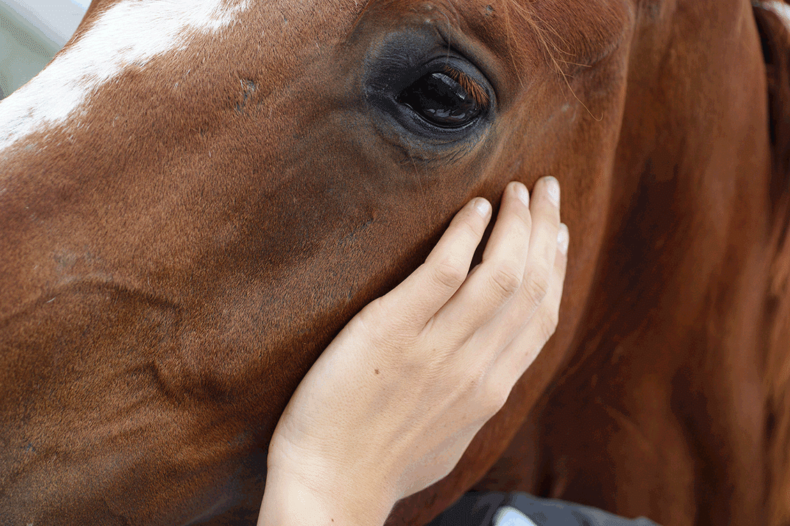 Coliques digestives récidivantes - Destrier
