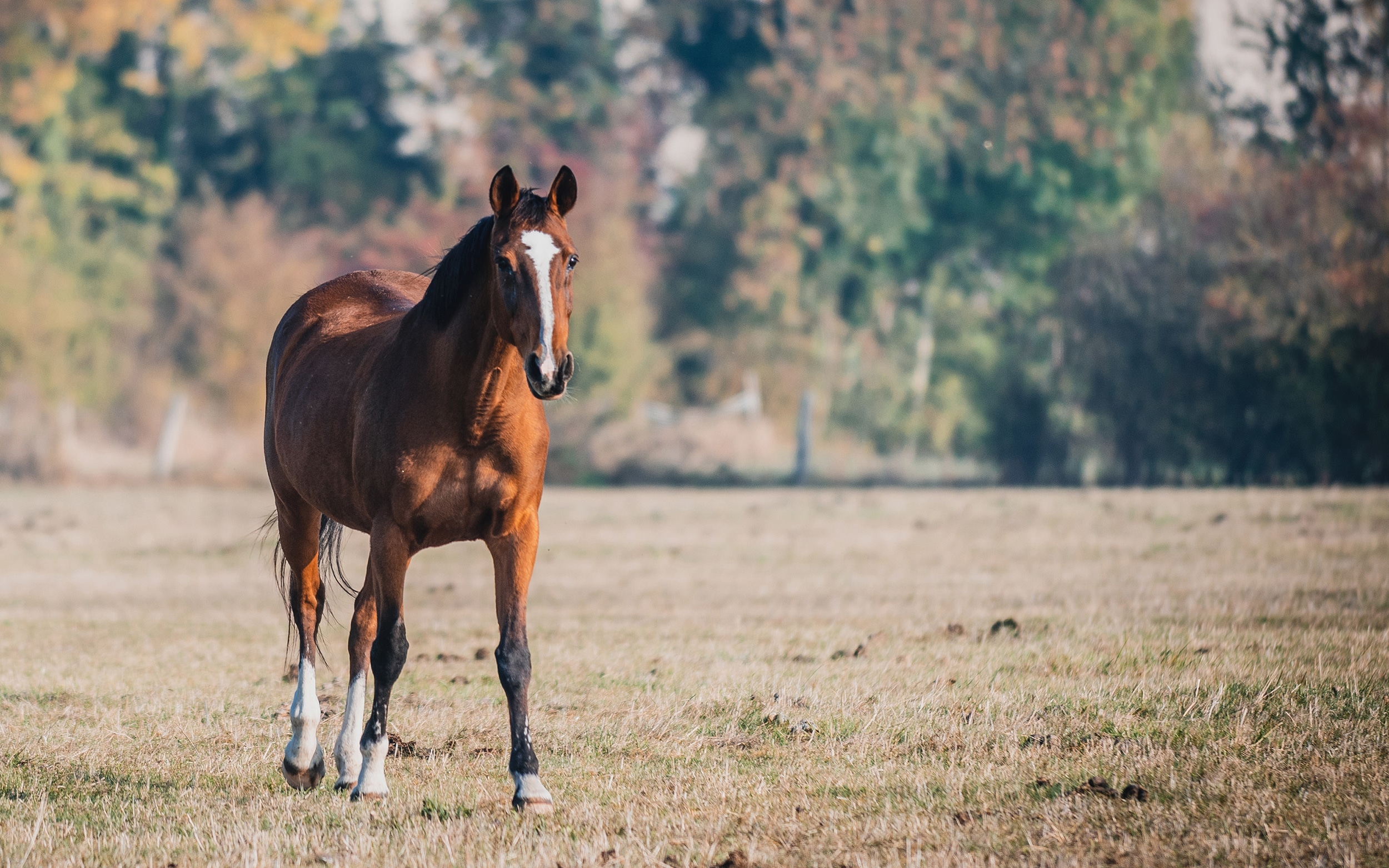 Cheval âgé - Destrier