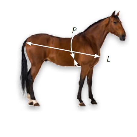 Estimer le poids de mon cheval - Destrier