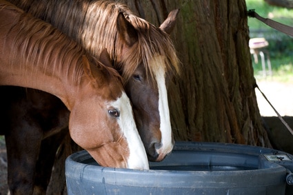 Quand il fait chaud, gérer l'hydratation du cheval - Destrier