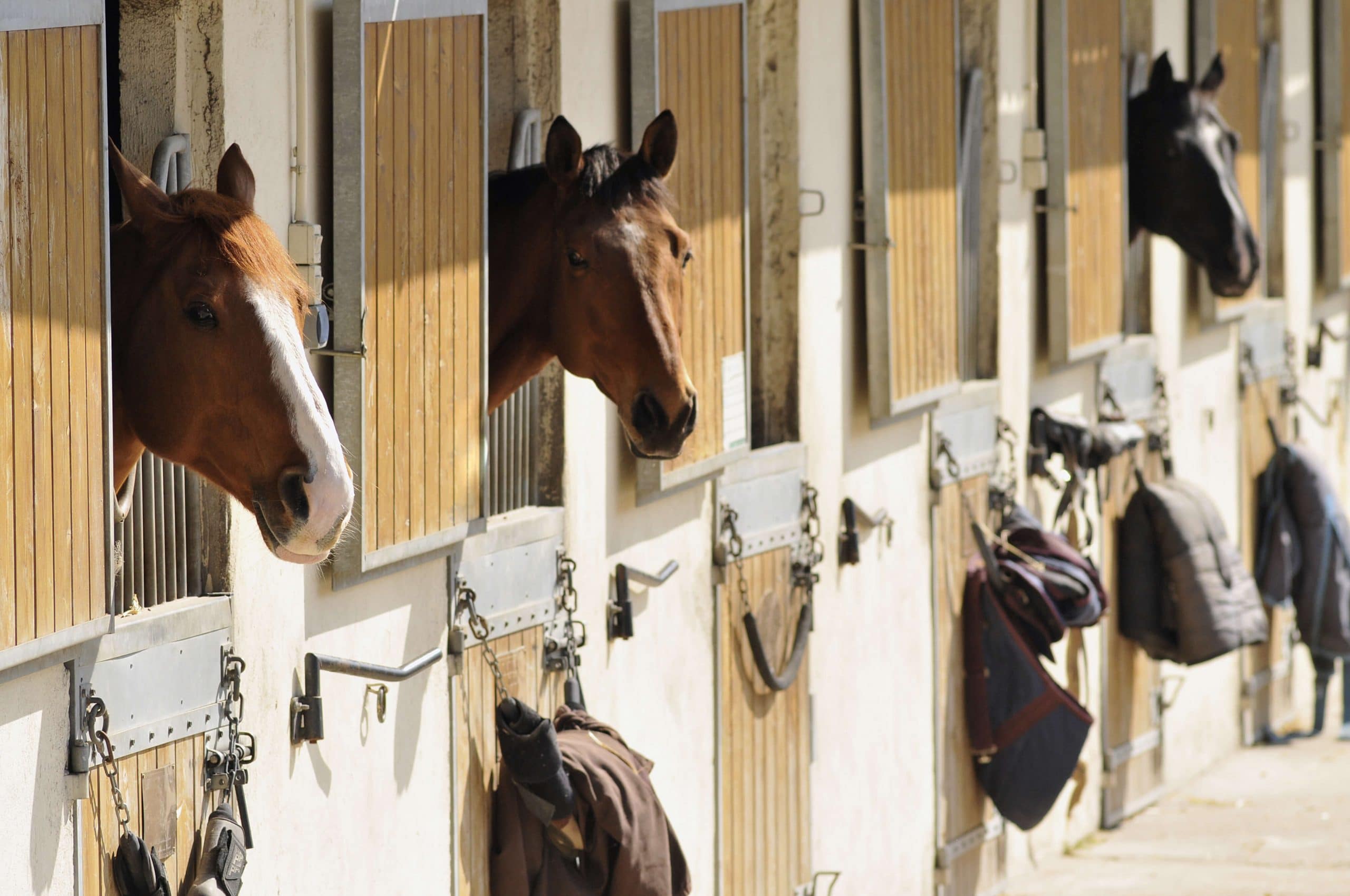 Pourquoi et quand donner à son cheval un complément minéral vitaminé ...