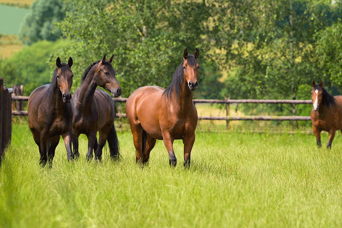 Apports nutritionnels de l'herbe pour les chevaux adultes - Destrier